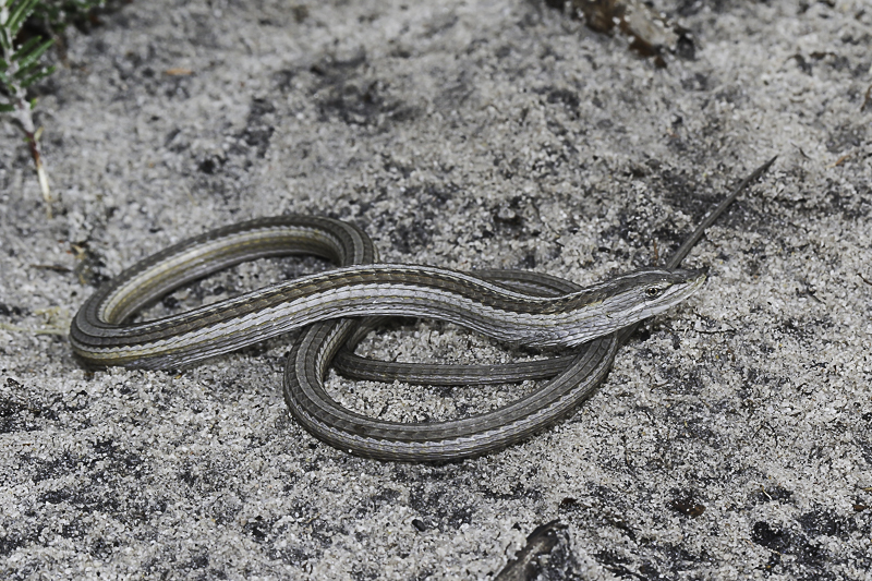 Cape Snake Lizard from Cape Farms, Cape Town, South Africa on October ...