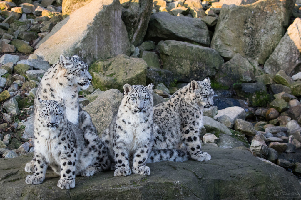 Snow Leopard (Panthera uncia) - Know Your Mammals