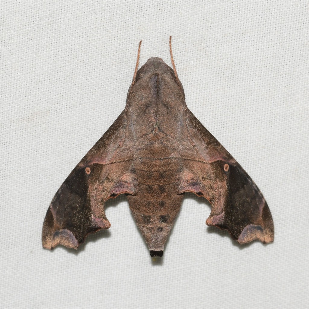 Mournful Sphinx (Florianopolis - Insects - Lepidoptera) · iNaturalist