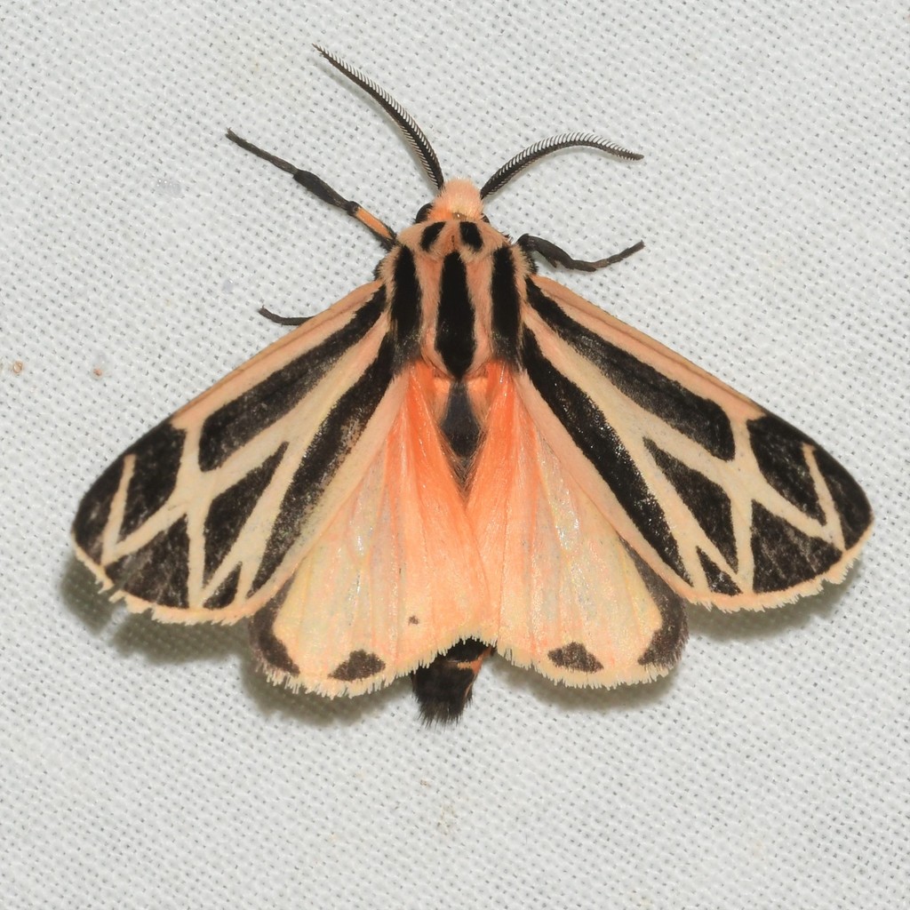 Harnessed Tiger Moth (Lepidoptera of Crow Hill (Worcester Co., MA ...