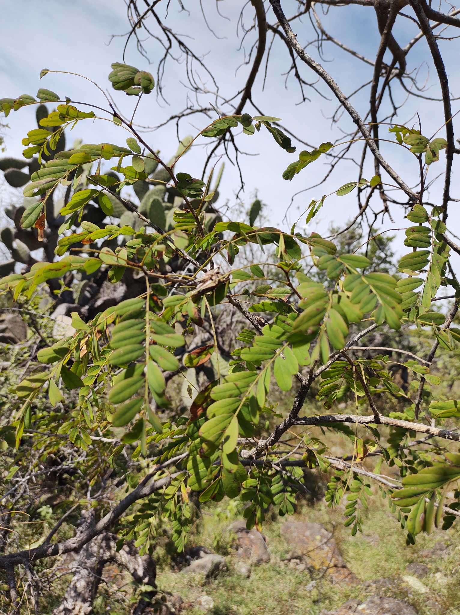 Senna polyantha (Collad.) H.S.Irwin & Barneby