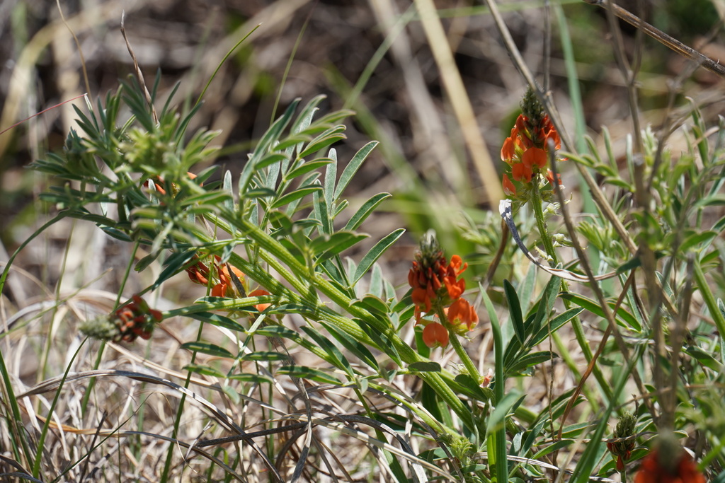 (Indigastrum burkeanum) - Botanical Realm