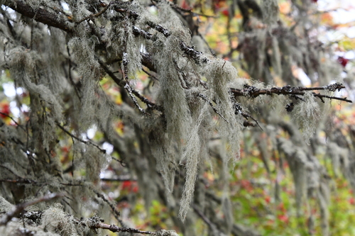 Observations by taimyr · iNaturalist