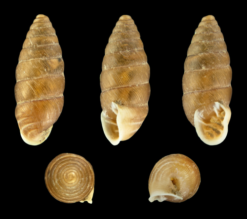Large Chrysalis-snail | Native Nature