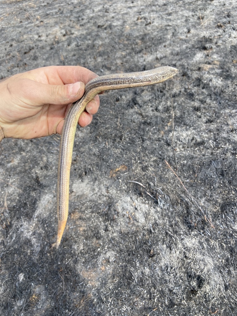 Western Slender Glass Lizard in October 2021 by ethanroyal. Prescribed ...