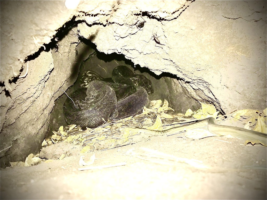 African Rock Python in October 2021 by dalempijevic1 · iNaturalist