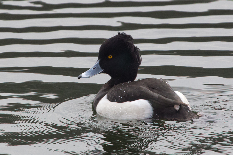 Tufted Duck from Wollaton, Nottingham, UK on March 20, 2015 at 07:51 AM ...