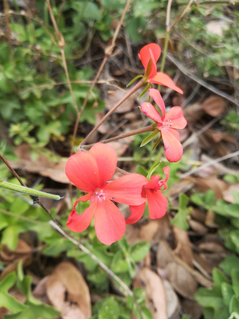 Tonga pelargonium in October 2021 by Noeleen du Toit · iNaturalist