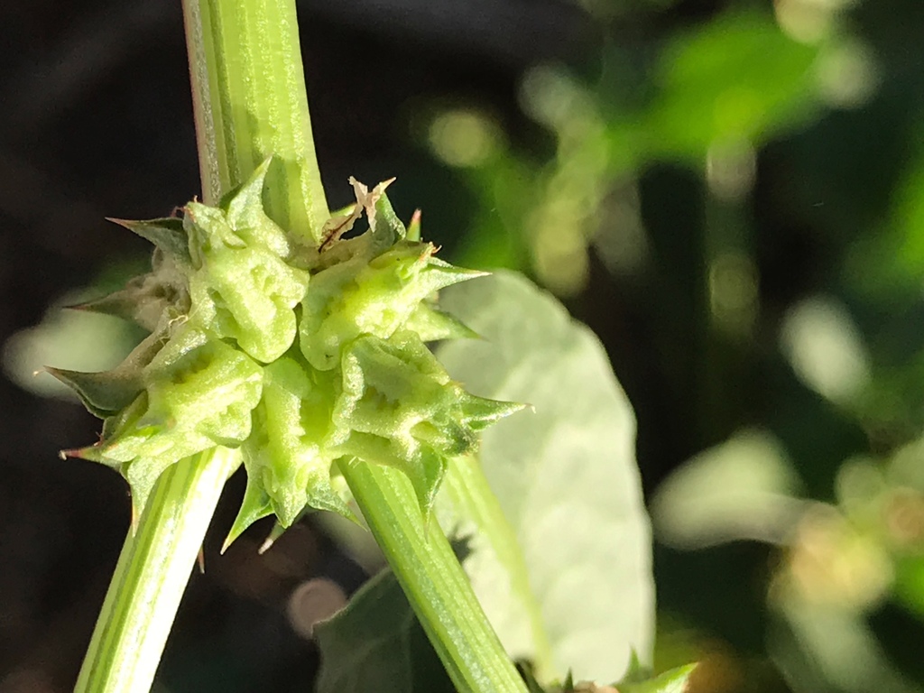 Devil's Thorn (Rumex spinosus) - Botanical Realm