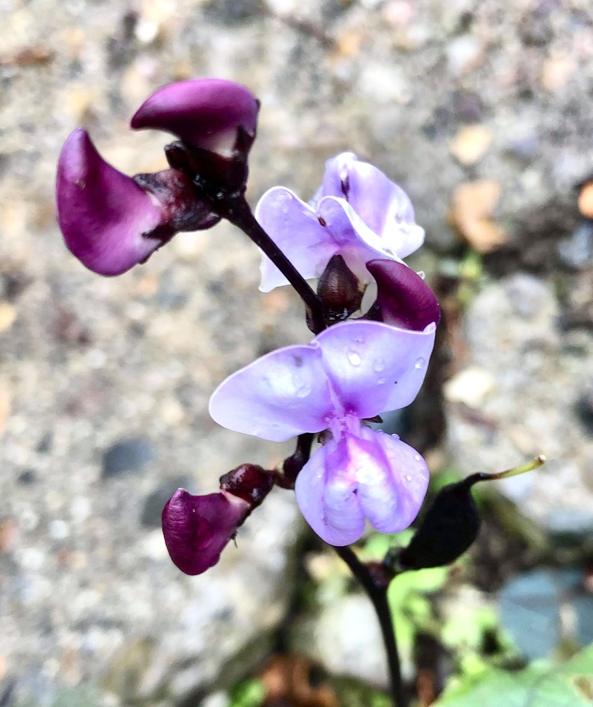 Hyacinth bean (Lablab purpureus) - Botanical Realm