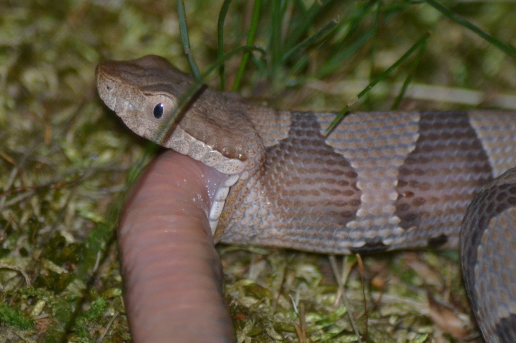 Eastern Copperhead from Albemarle County, VA, USA on June 4, 2014 at 07 ...