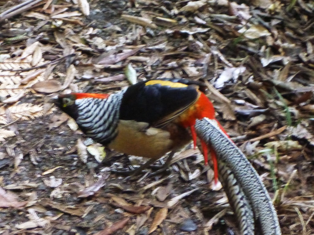 Ruffed Pheasants from Waharua Regional Park on April 27, 2018 at 05:14 ...