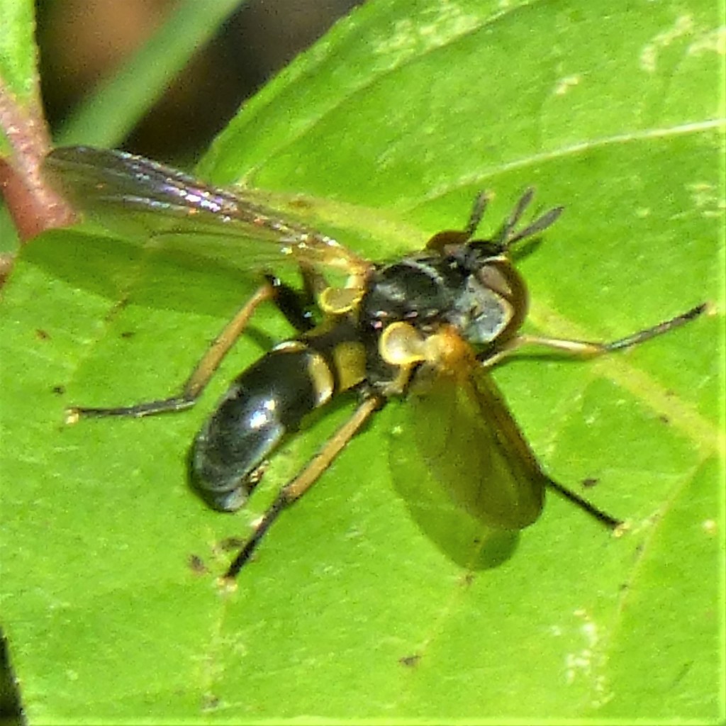 Hemyda aurata from Garland, TX, USA on October 17, 2021 at 12:27 PM by ...