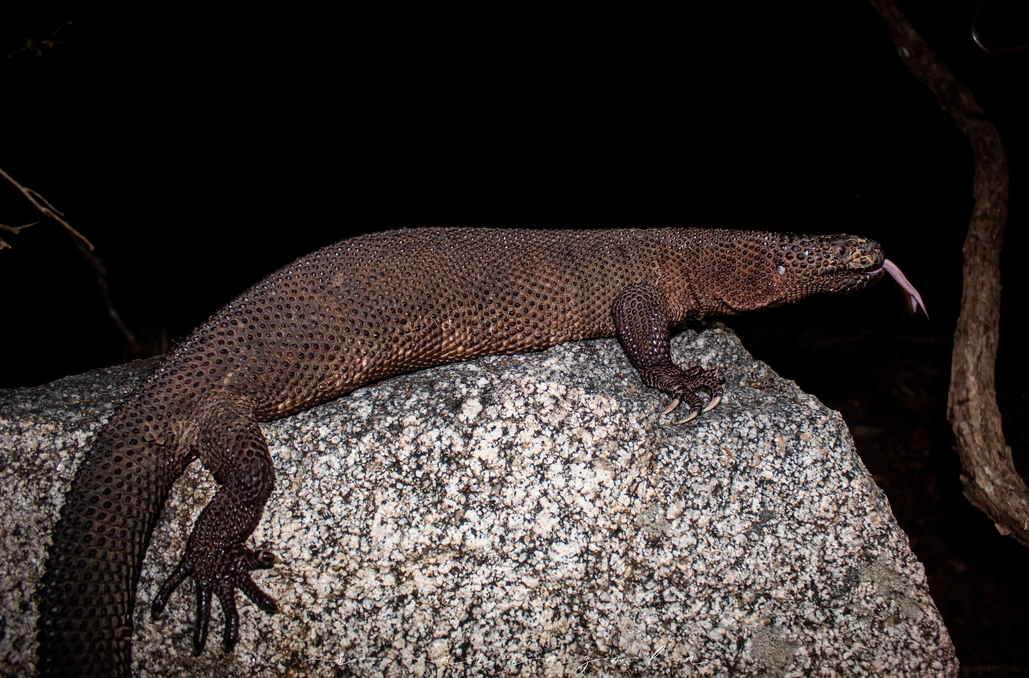 Heloderma alvarezi Bogert & Martin Del Campo, 1956