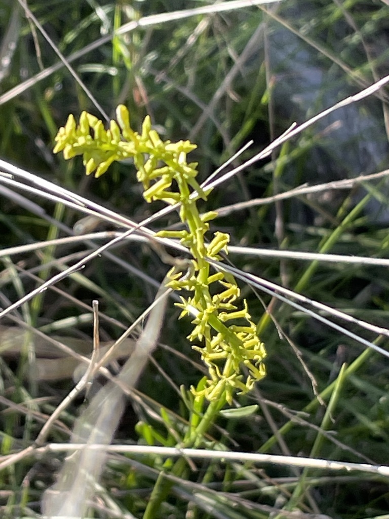 Yellow Stackhousia from Dam Wall Walk, Frankston South, VIC, AU on ...