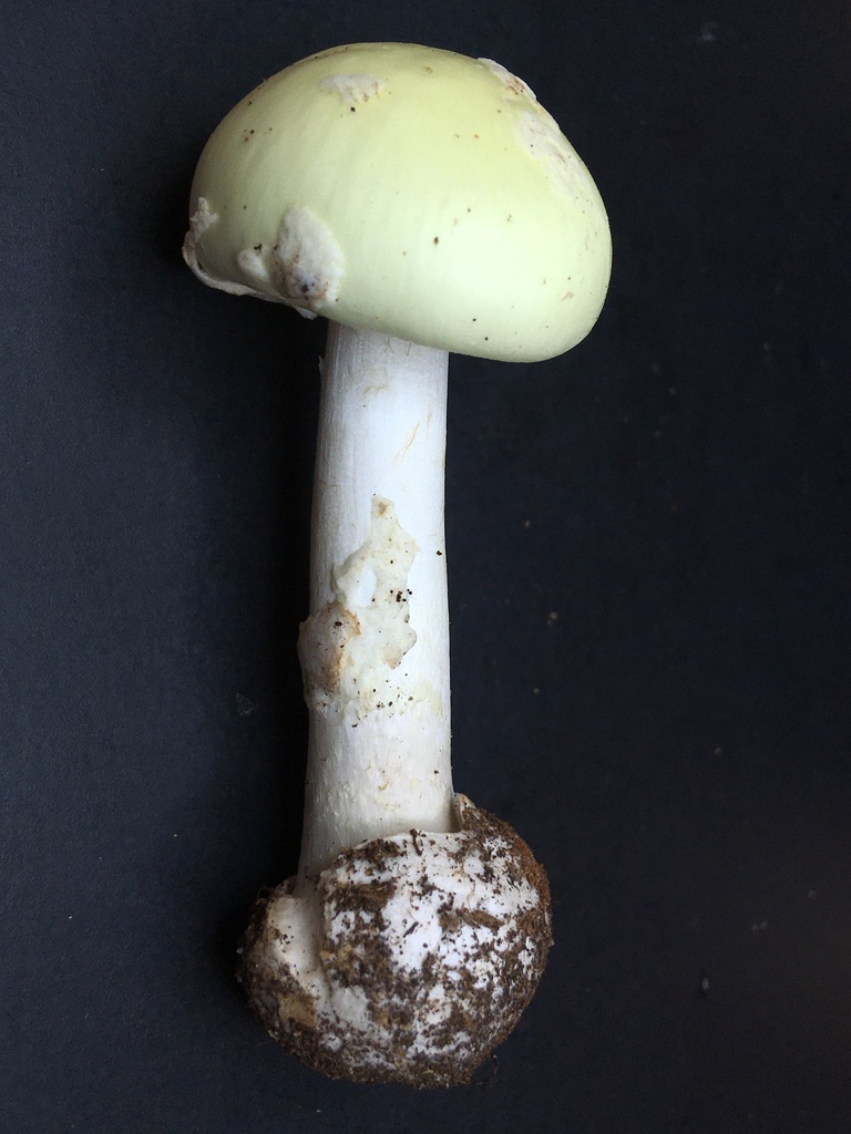 Coker's Lavender Staining Amanita from Caroline County, MD, USA on ...