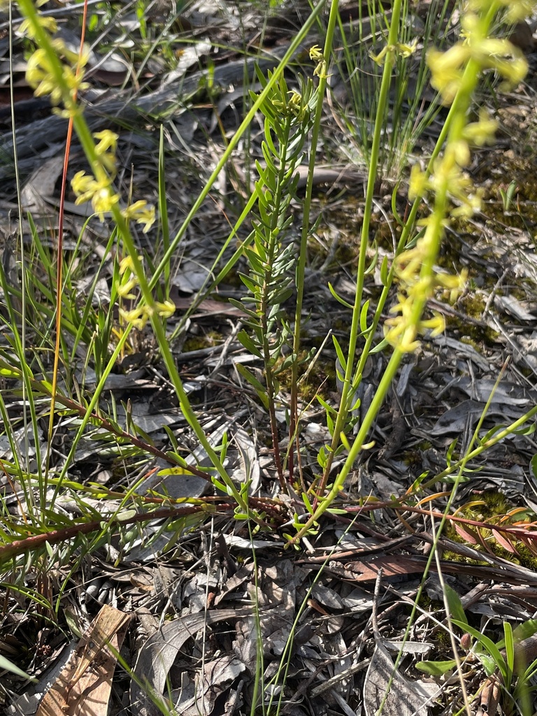Yellow Stackhousia from Heathland Bush Circuit, Frankston South, VIC ...