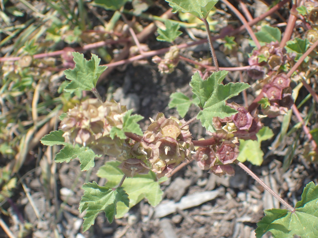 cheeseweed mallow from El Camino Village, CA, USA on April 27, 2018 at ...