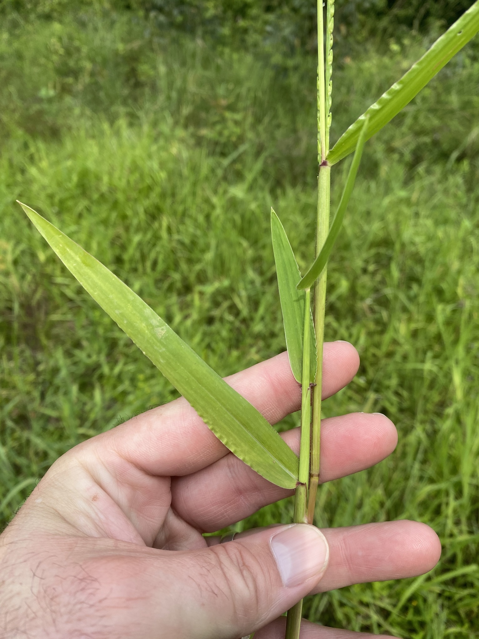 Urochloa platyphylla (Munro ex C.Wright) R.D.Webster