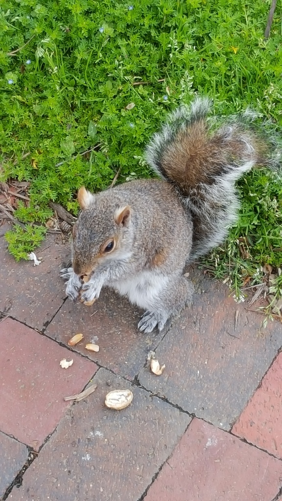 Eastern Gray Squirrel from Northwest Washington, Washington, DC, USA on ...
