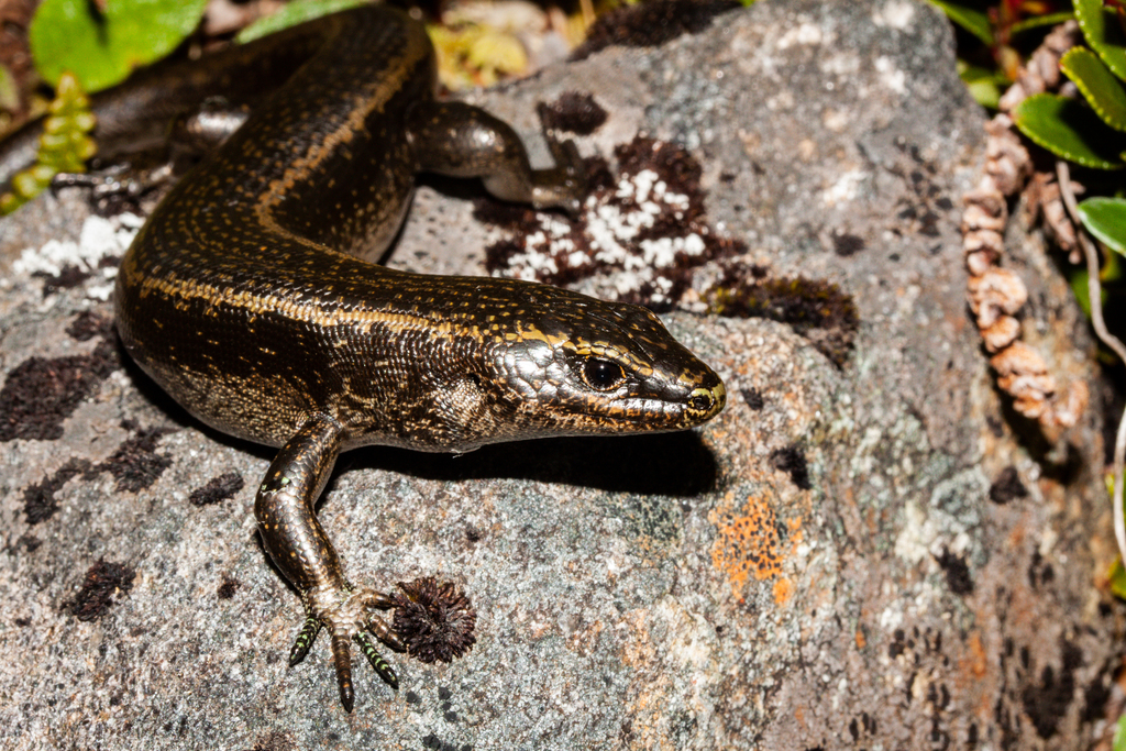 Barrier skink (Lizards of Aotearoa ) · iNaturalist