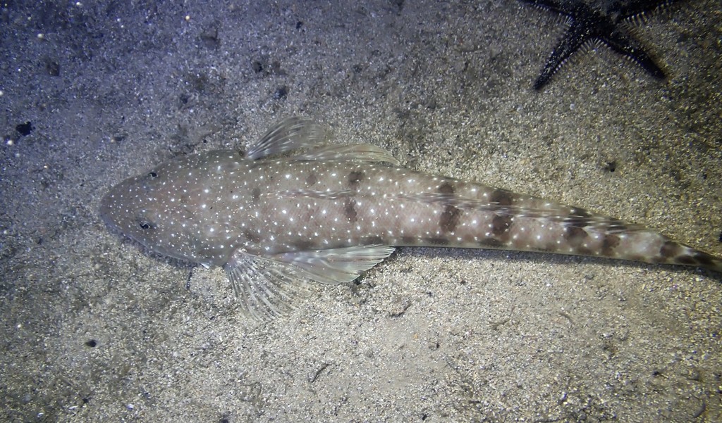 Bluespotted Flathead (Fishes of Chowder Bay, Sydney, Australia ...