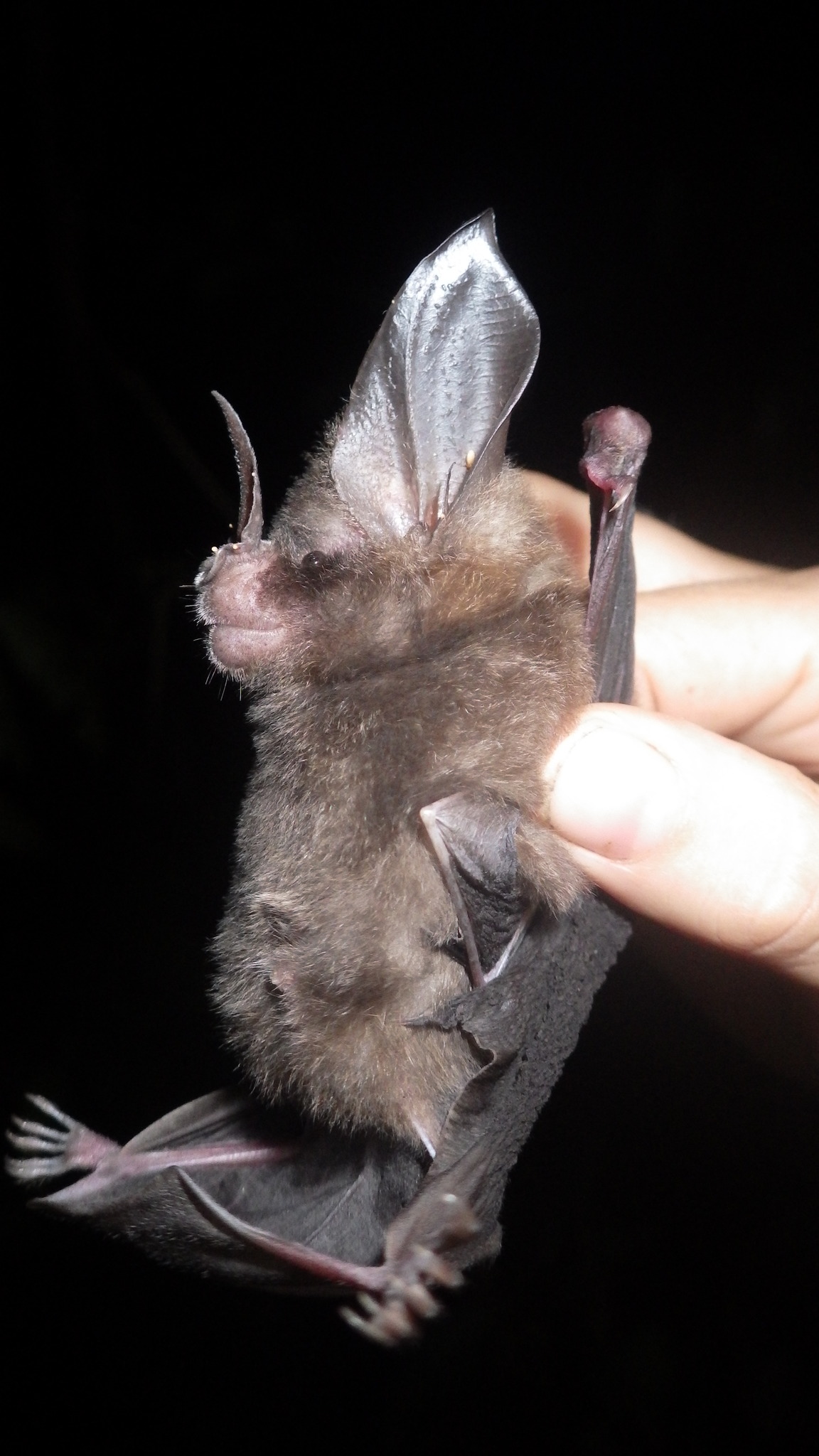 Mimon bennettii (Gray, 1838)