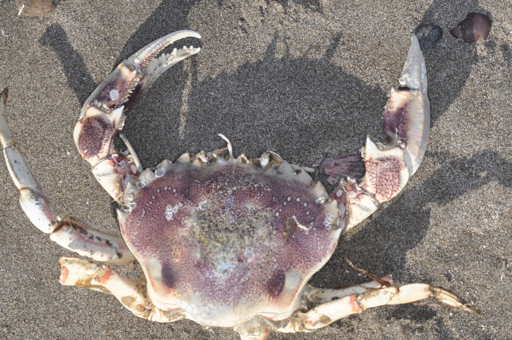 Rowing Crab from Adolfo Alsina, AR-RN, AR on October 11, 2021 at 05:13 ...