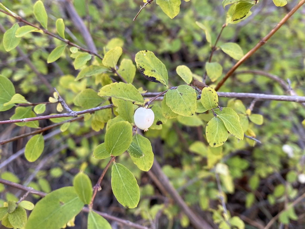 Roundleaf Snowberry from Sierra Vista Southeast, AZ, USA on October 23 ...
