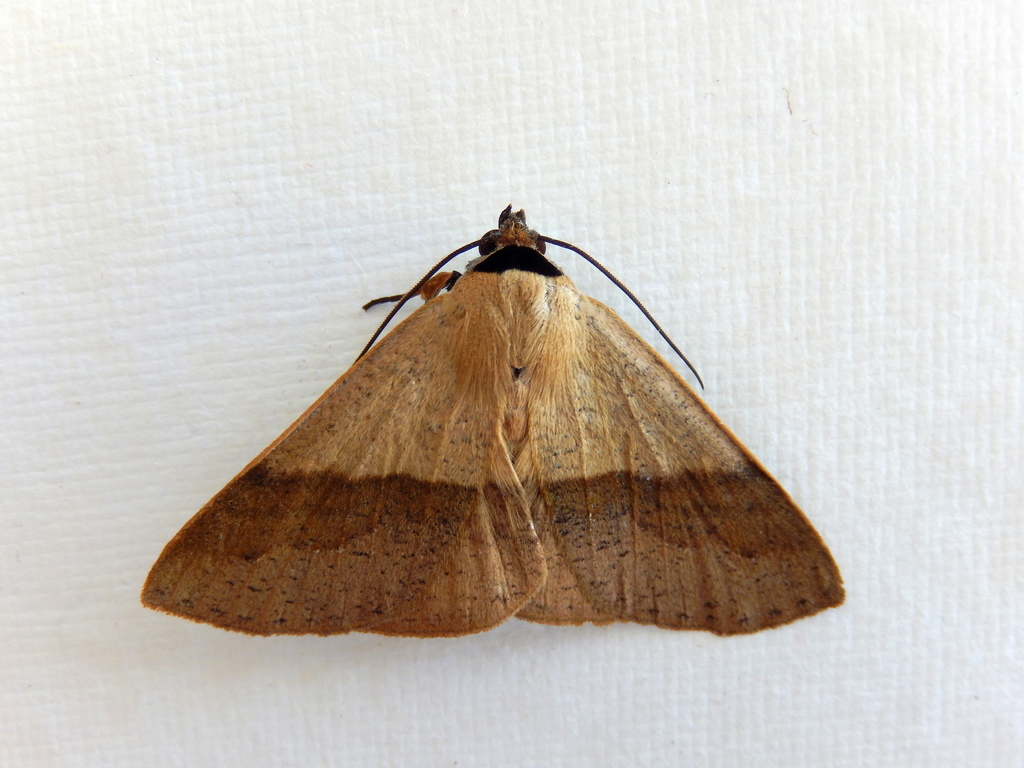 Ophyx ochroptera from Sydney NSW, Australia on October 24, 2021 at 08: ...