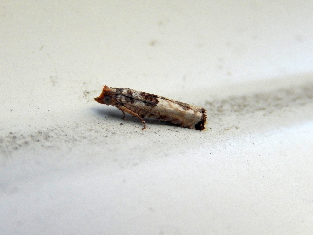 Spilonota constrictana from Sydney NSW, Australia on October 24, 2021 ...