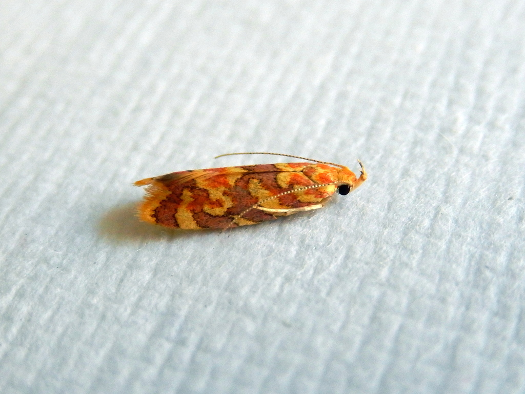Tisobarica eranna from Sydney NSW, Australia on October 24, 2021 at 07: ...