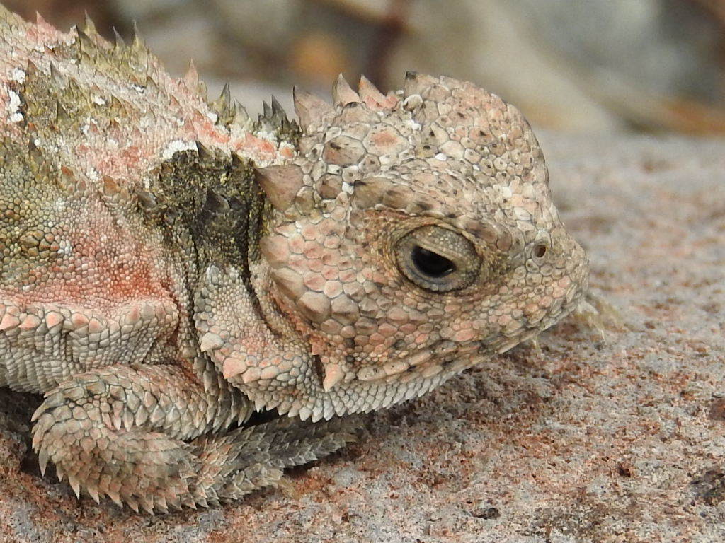 Mountain Horned Lizard from Huehuetoca, Méx., México on June 13, 2021 ...