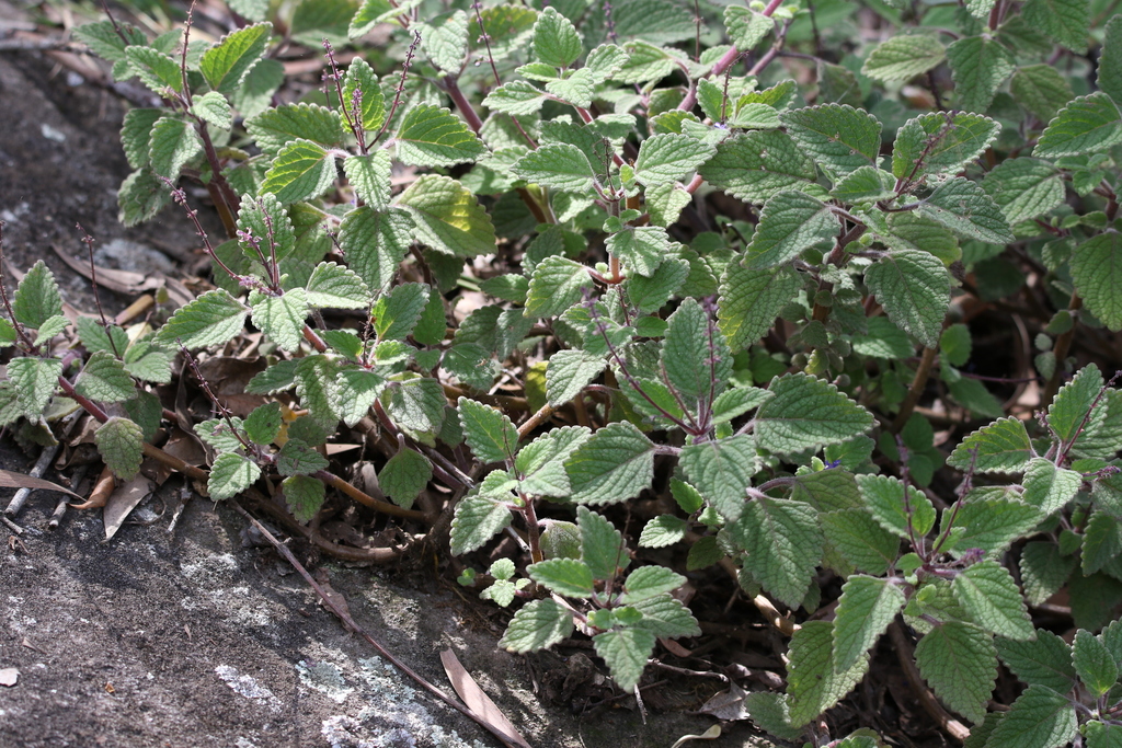 Coleus habrophyllus (Threatened Plants of Logan) · iNaturalist