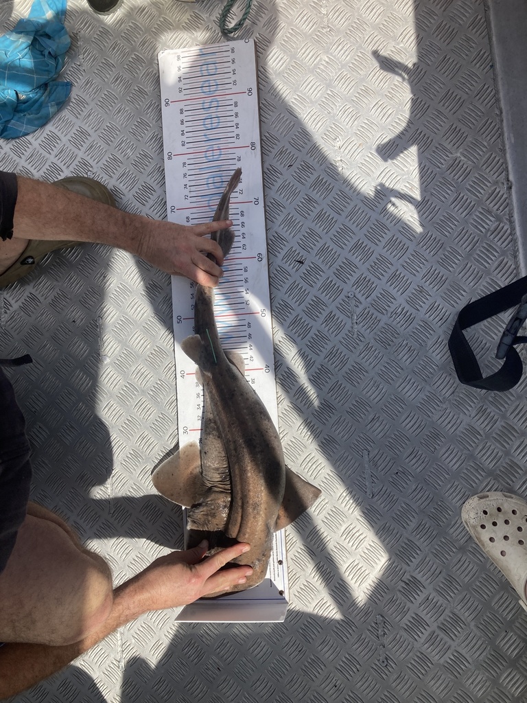 New Zealand Draughtboard Shark from South Taranaki Bight, Wellington ...