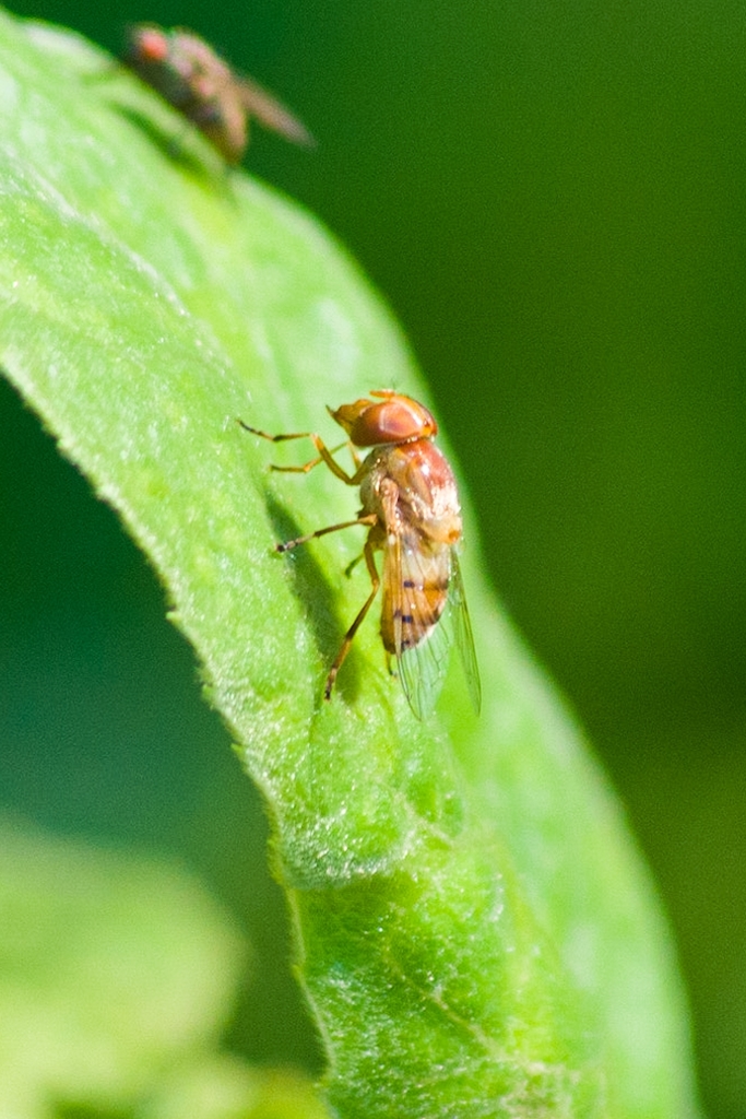 Six-spotted Bromeliad Fly from Paraná, Entre Ríos, Argentina on October ...