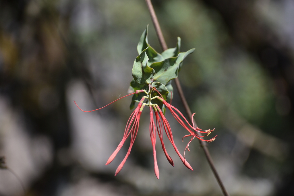 (Tristerix peruvianus) - Botanical Realm