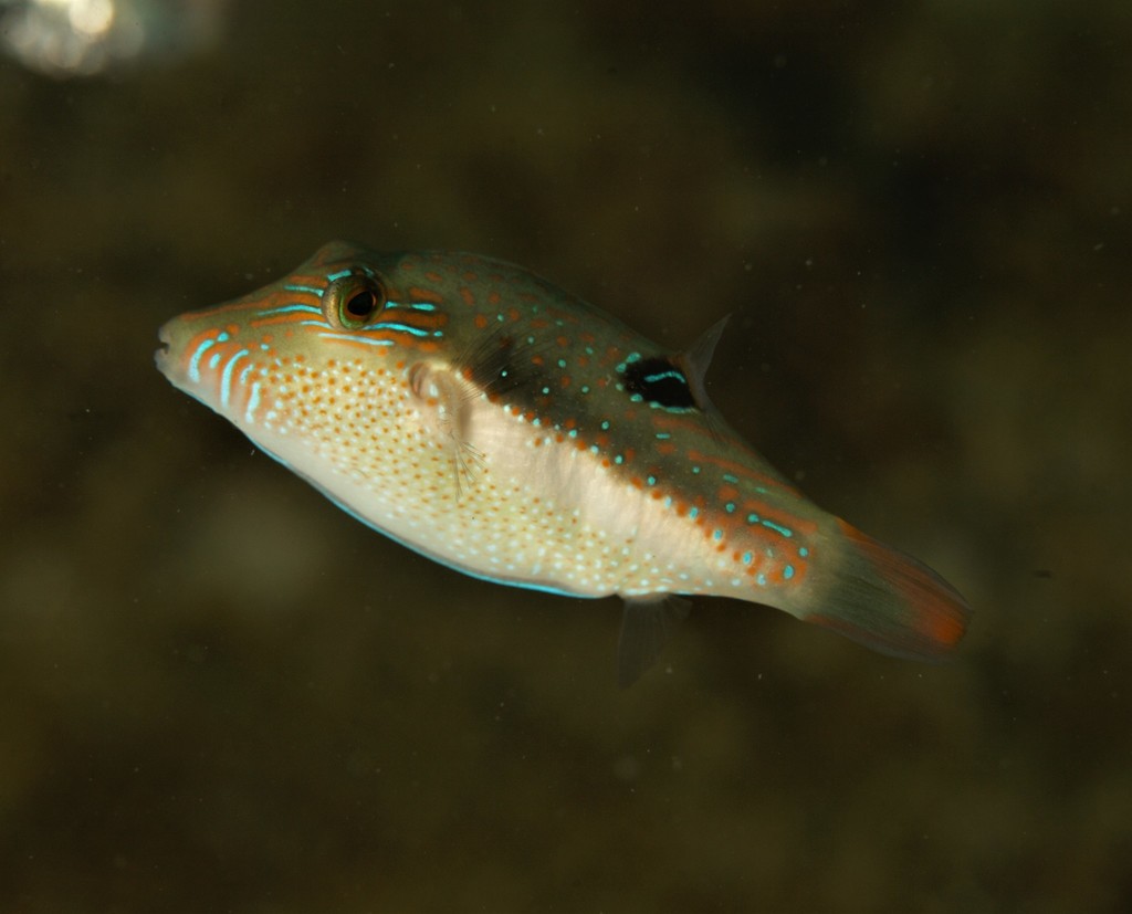 Whitebelly Toby (Canthigaster bennetti) - Marine Life Identification