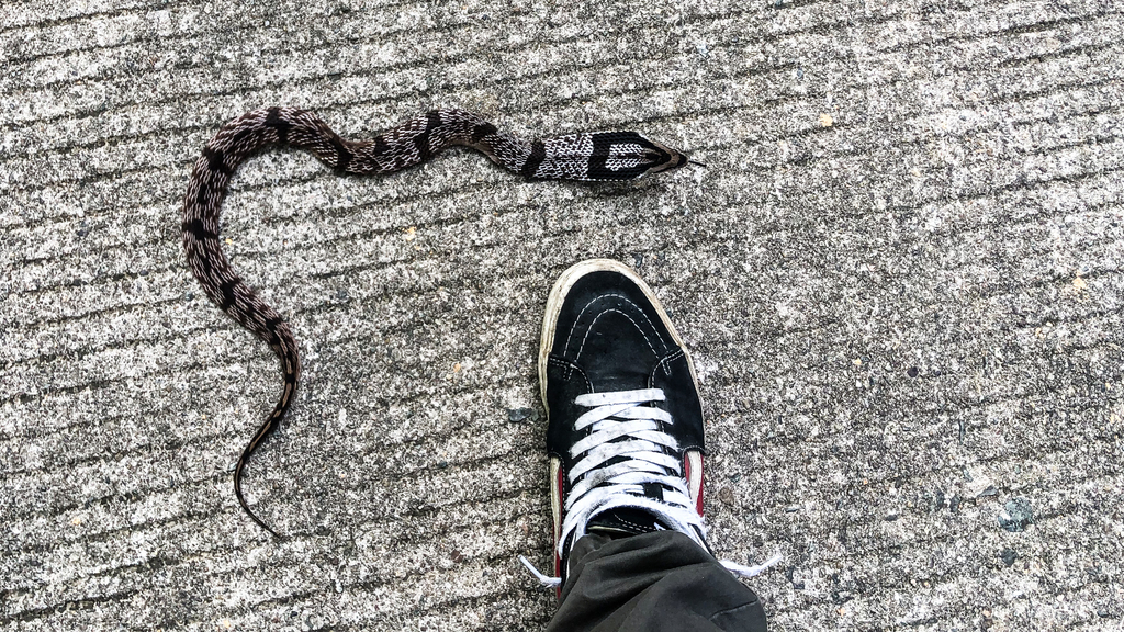 Bamboo Snake (Pseudoxenodon bambusicola) - Snakes and Lizards