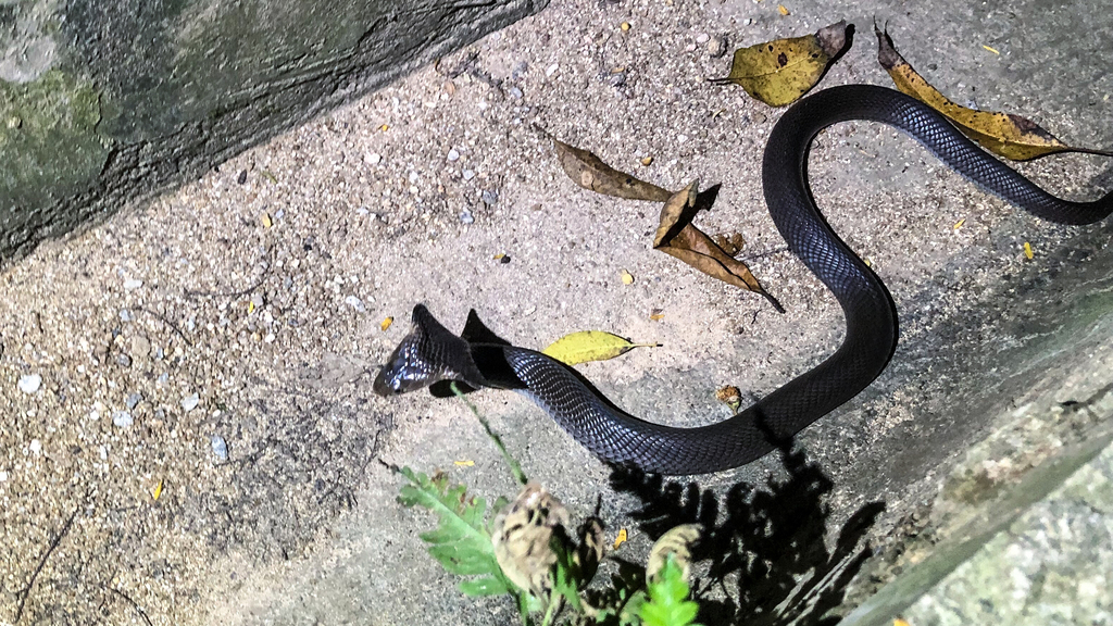 Chinese Cobra (Naja atra) - Snakes and Lizards