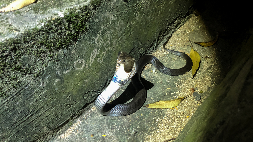 Chinese Cobra (Naja atra) - Snakes and Lizards