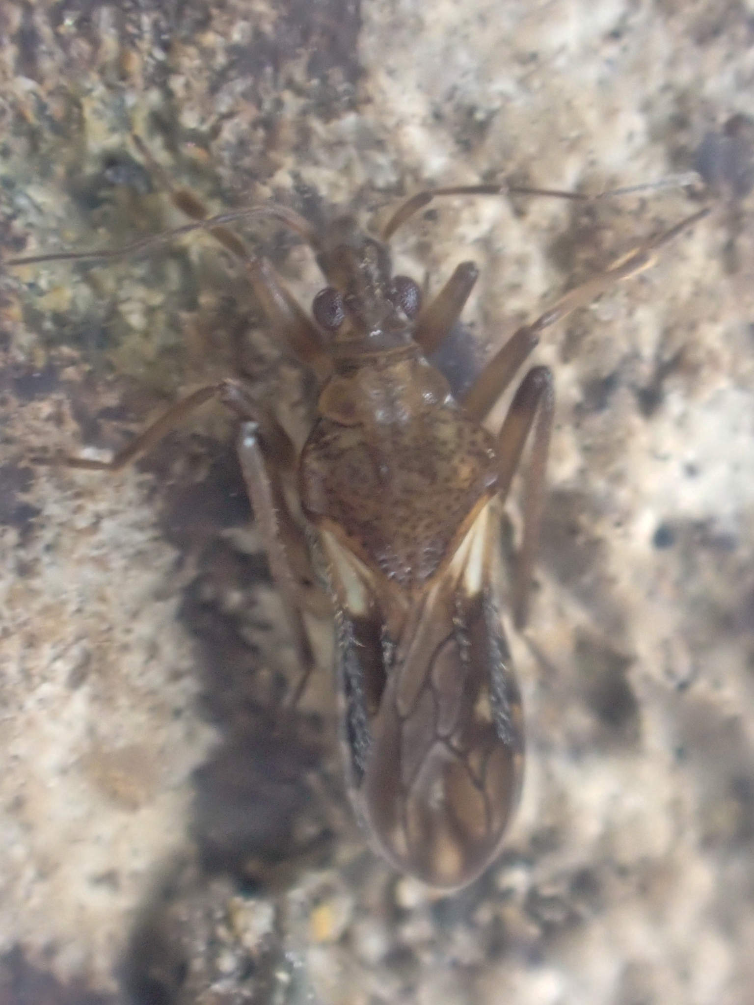 Macroveliidae