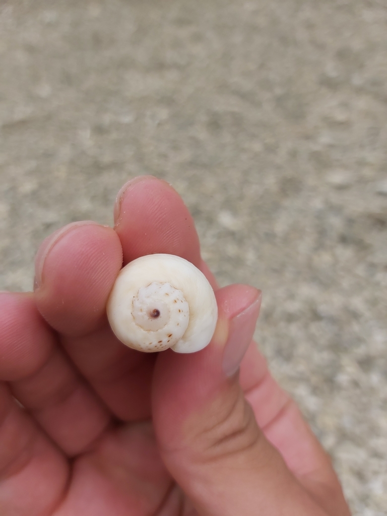 Indomodulus tectum from Beachside Fitzroy Island, Fitzroy Island QLD ...