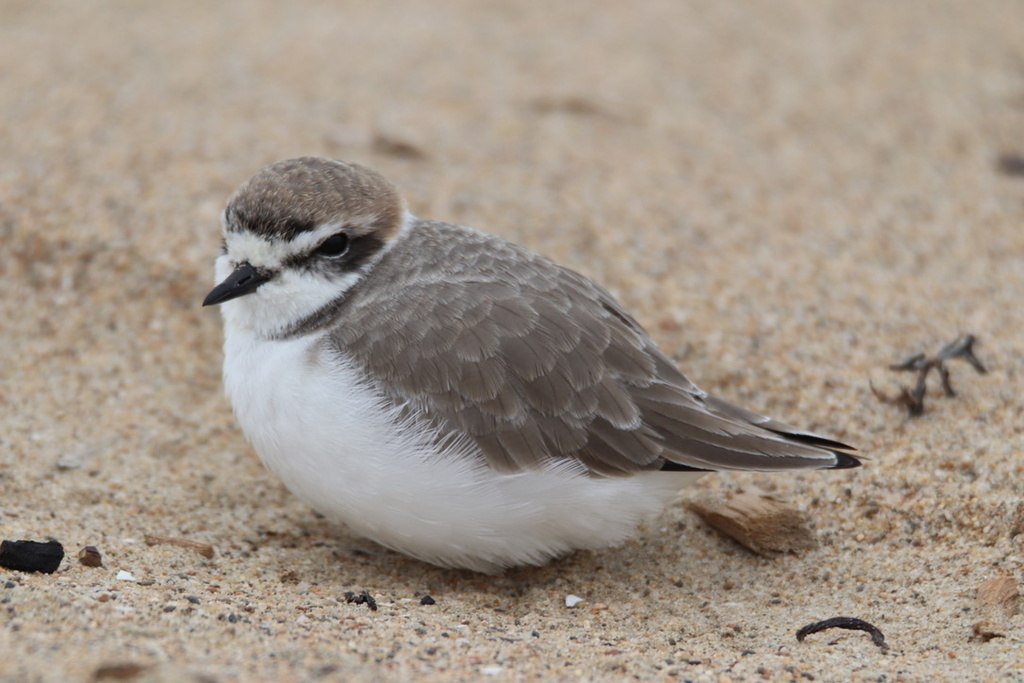 Snowy Plover in October 2021 by Steph Cárdenas · iNaturalist
