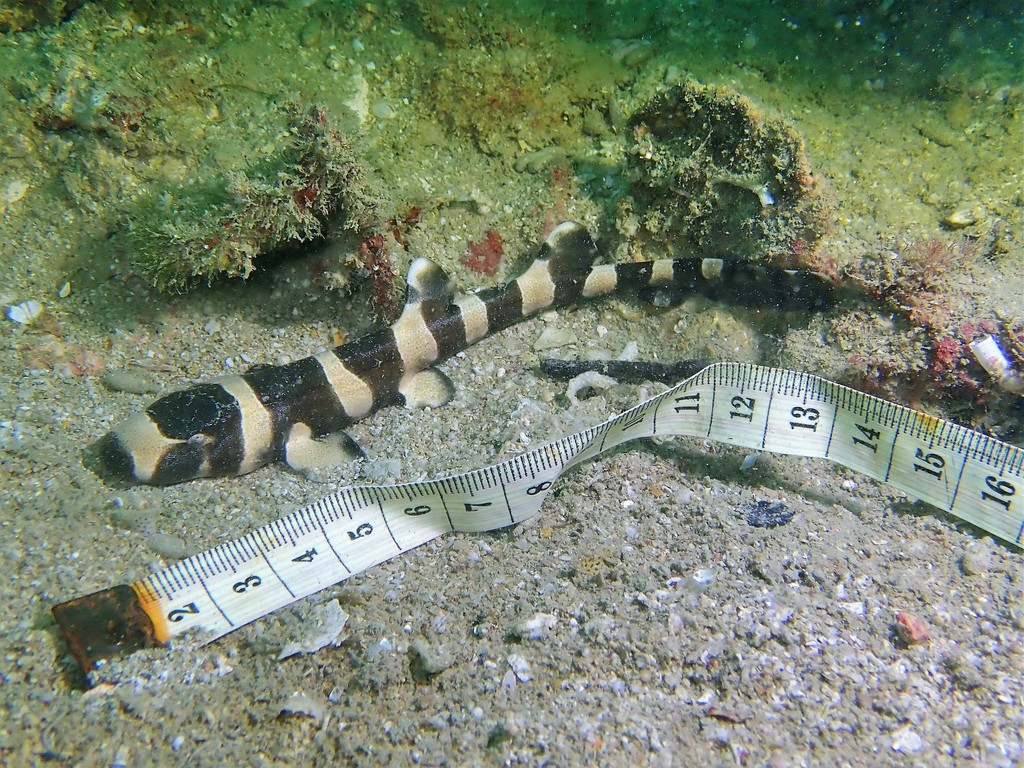 Brown-banded Bamboo Shark (Chiloscyllium punctatum) - Marine Life ...