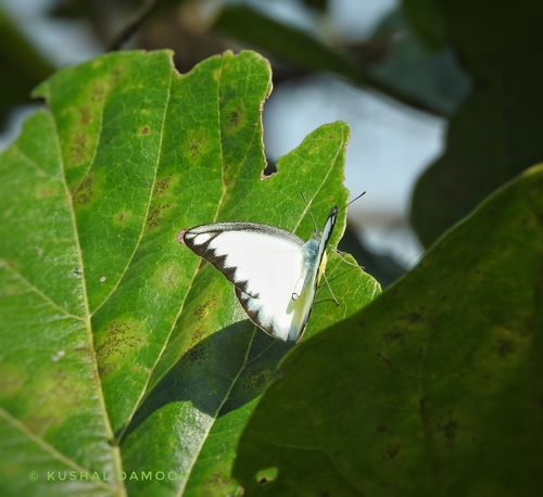 Sahyadri Chocolate Albatross (Subspecies Appias lyncida latifasciata ...
