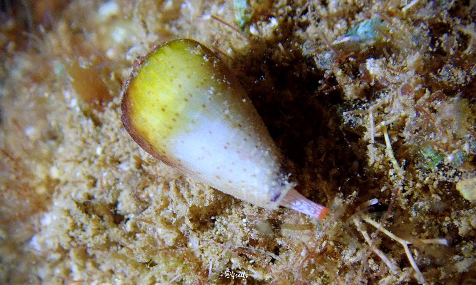 Conus nanus G.B.Sowerby I, 1833