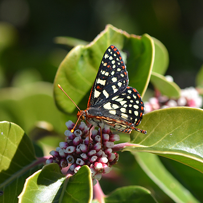 Chalcedon Checkerspot (Butterflies of San Diego County) · iNaturalist