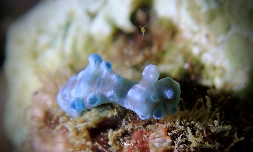 Trachelobdella lubrica · iNaturalist