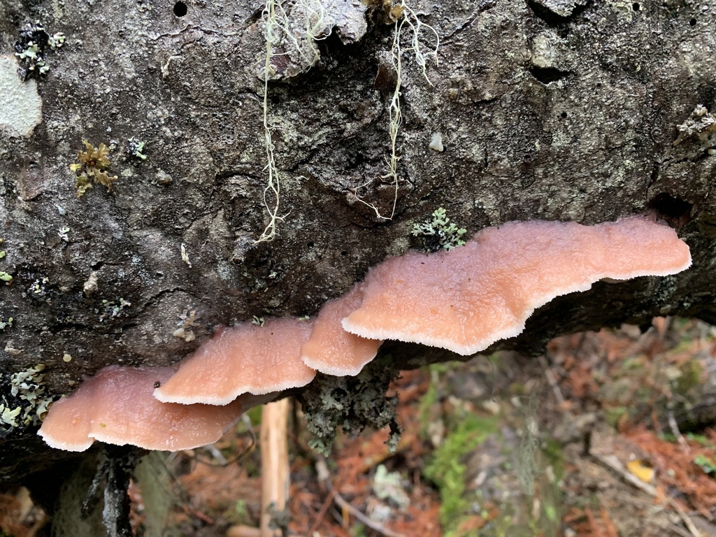 Pink Sherbet Polypore in October 2021 by Drew Parker · iNaturalist